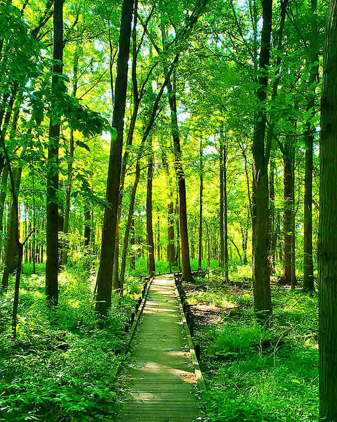 Winter gardens reveal nature's architectural bones, where pathways invite contemplative strolls through landscapes that change dramatically with each season.