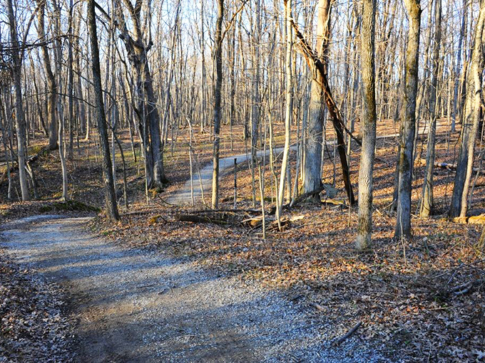 Winter strips the forest to its elegant bones, revealing architectural marvels hidden by summer's leafy abundance.