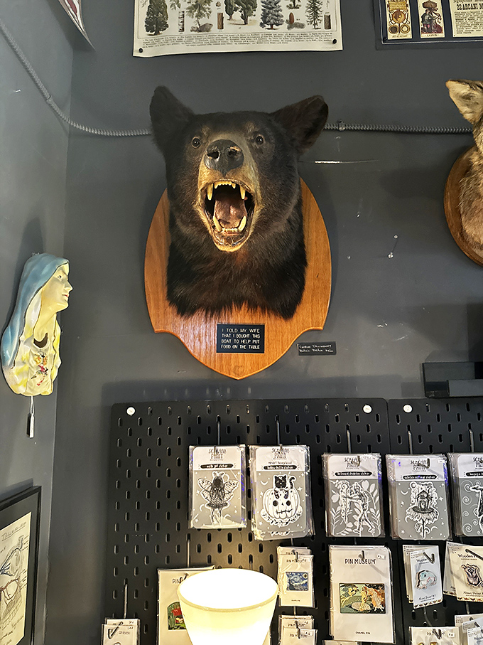 American black bear: This impressive bear mount seems to be saying, "Yes, I know I look fierce, but I'm actually quite pleasant once you get to know me."