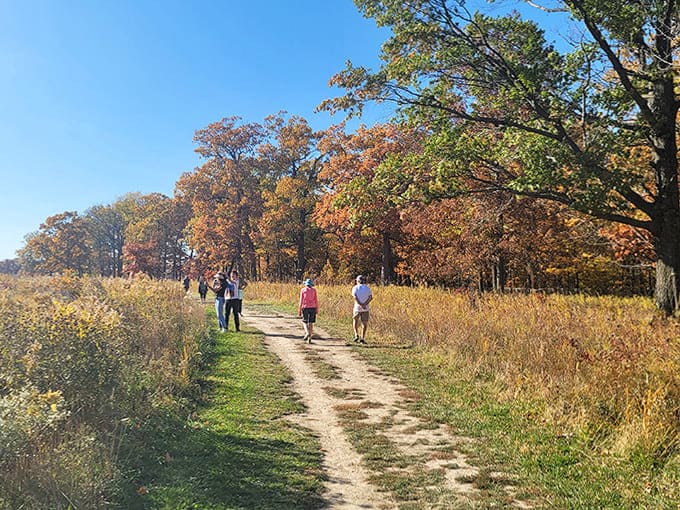 The trail cuts through autumn's palette like a well-worn path through a painting, inviting you to become part of the landscape rather than just observe it.