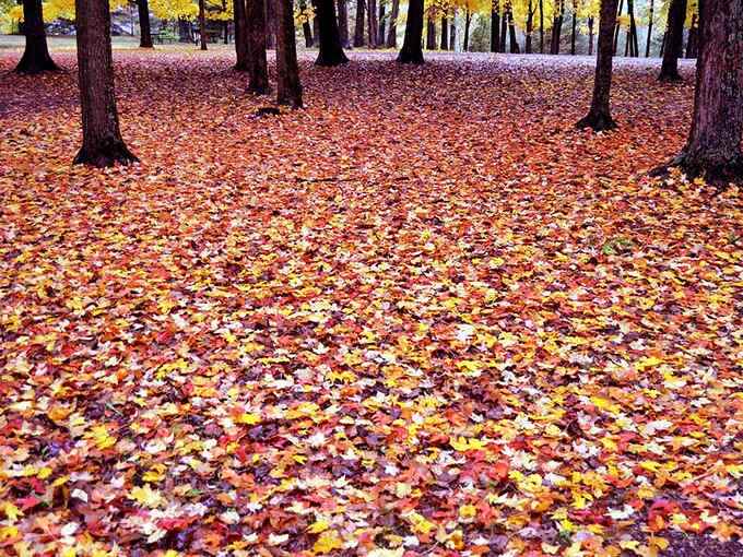 Autumn transforms the forest floor into a vibrant carpet of color, creating a crunchy wonderland that brings out everyone's inner child.