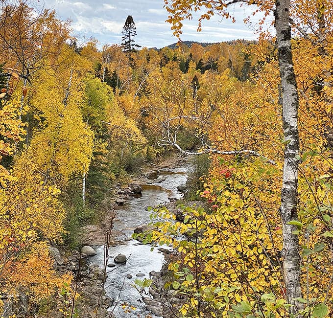 Fall paints the North Shore in impossible golds and ambers, framing the river in seasonal splendor. Even the trees are showing off.