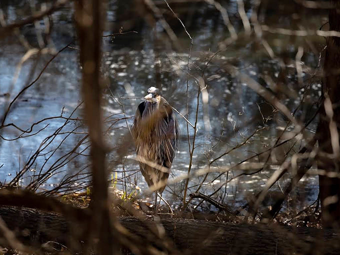 This great blue heron has mastered the art of stillness, demonstrating patience that would make any meditation guru jealous.