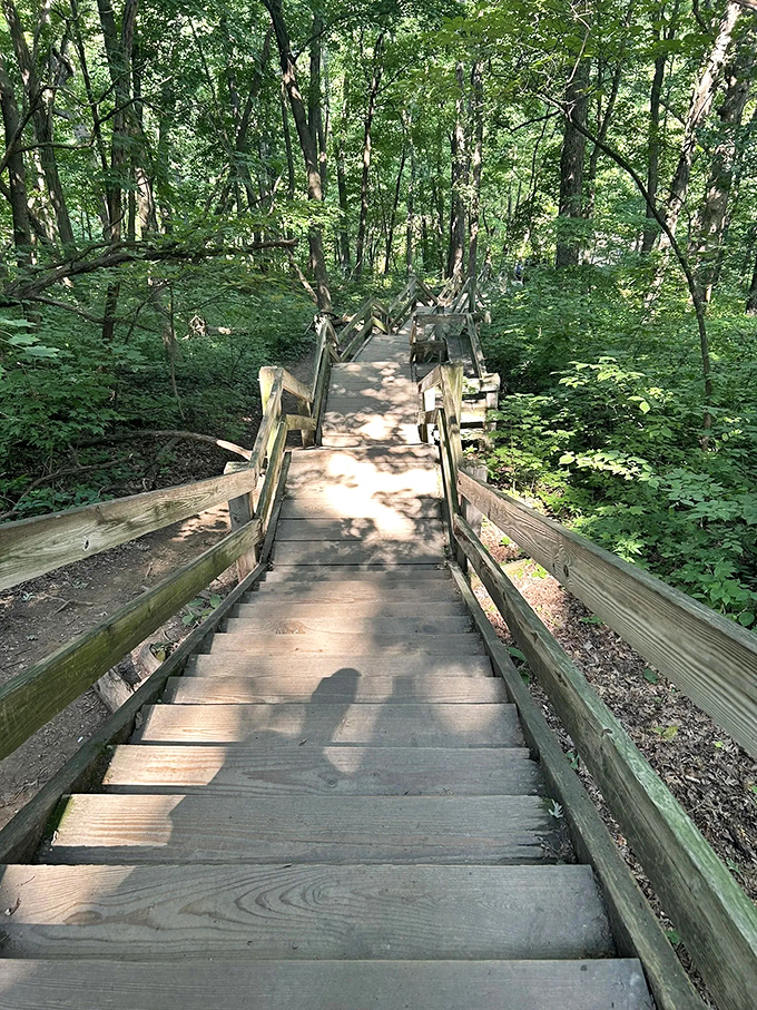 The boardwalk journey continues upward, offering a gentle climb through a forest that feels like it's straight out of a Tolkien novel.