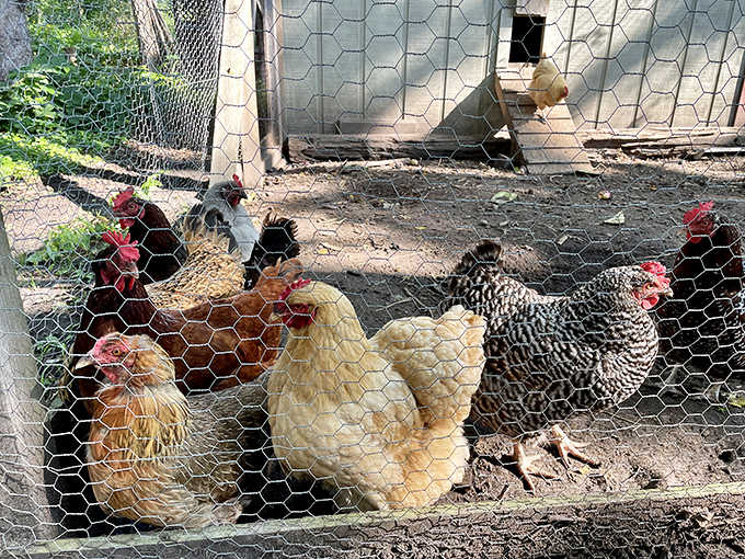 These heritage breed chickens strut with historical accuracy, as if aware they're the aristocrats of the poultry world, looking down their beaks at modern factory fowl.