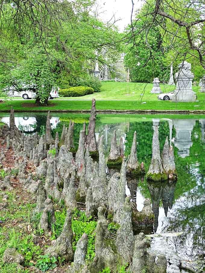 Nature creates its own sculpture garden with these cypress knees emerging from green water, like woodland creatures frozen in time.