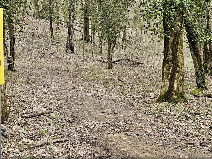 Autumn's fallen leaves carpet the forest floor, creating a natural welcome mat that crackles satisfyingly beneath adventurous footsteps.