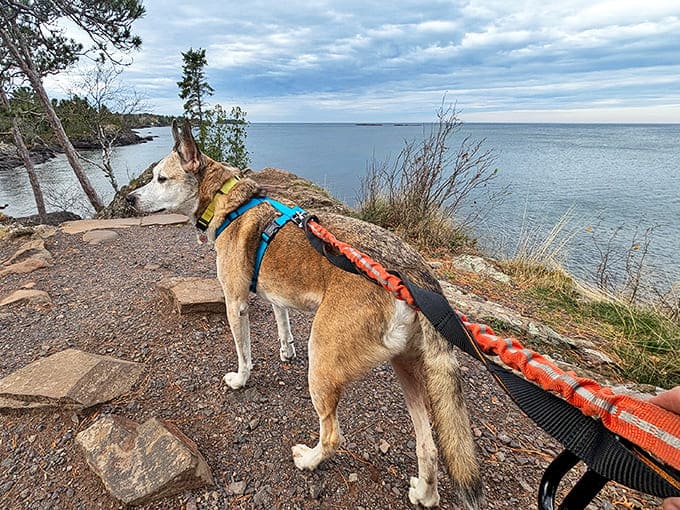 Four-legged adventurers appreciate Esrey Park too &ndash; this pup's expression says it all: "This is living!"