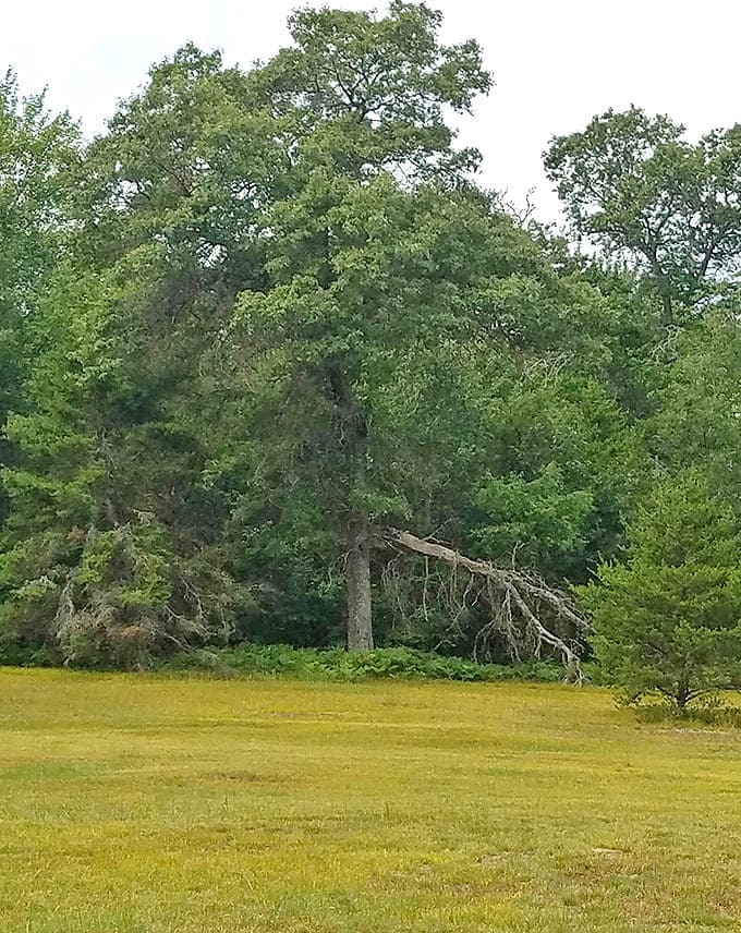 Sunlight filters through the canopy, creating dappled shadows on this path where both the living and legends of the departed still wander.