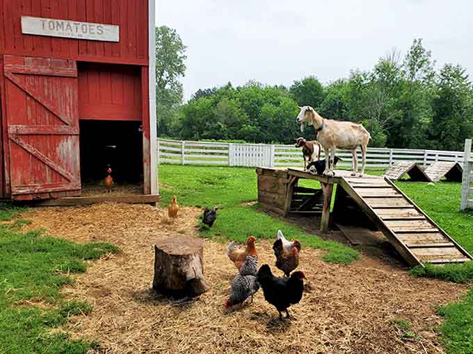 Farm animals roaming freely because apparently antiques alone weren't entertaining enough, and we're absolutely here for it all.