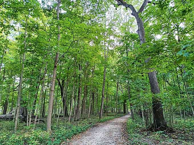 Sunlight filters through the dense canopy, creating a cathedral-like atmosphere where even whispers seem to echo with reverence.