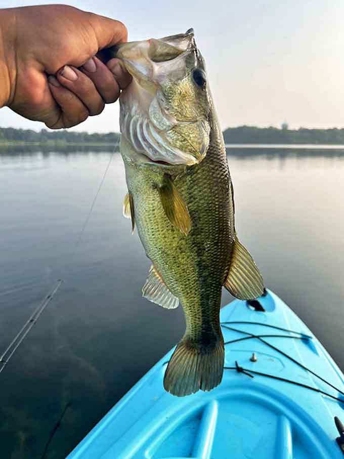 Fresh fish: The ultimate "I caught dinner!" moment &ndash; that bass is giving the camera a look that says, "I'll be delicious with lemon and herbs."