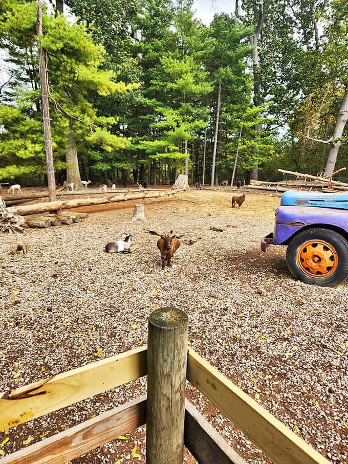 Between bites, visit the outdoor area where friendly goats welcome attention from diners looking to walk off some of that buffet.