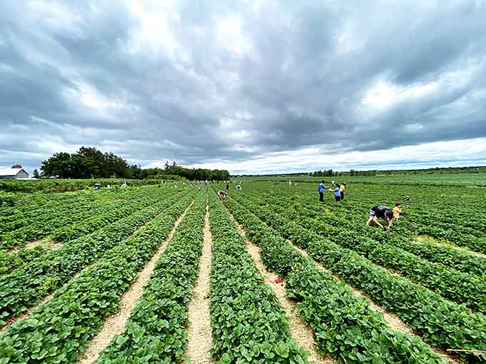 Heider's Berry Farm's rows of strawberry plants stretch toward the horizon, promising sweet rewards for those willing to do a little bending.
