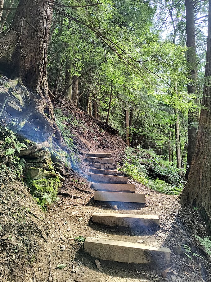 Staircase to serenity: These stone steps, dappled with sunlight filtering through the forest canopy, lead hikers deeper into Mohican's enchanted woodland realm.