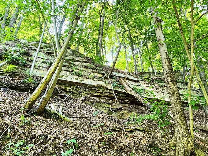 Nature's staircase invites exploration upward, each step revealing new perspectives of the forest that's been growing here since before Columbus sailed.