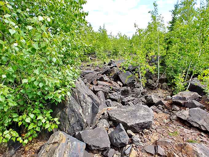 Nature slowly reclaims its territory among the rocks, as pioneer species take root in what was once bare mining waste.