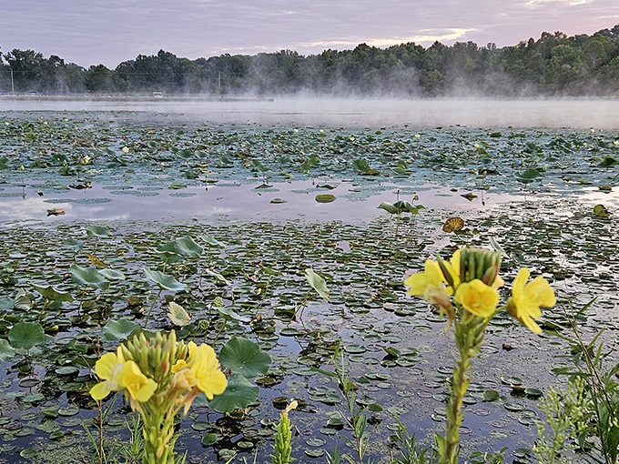 Water lilies create nature's mosaic across the lake's surface, with morning mist adding a touch of mystery.