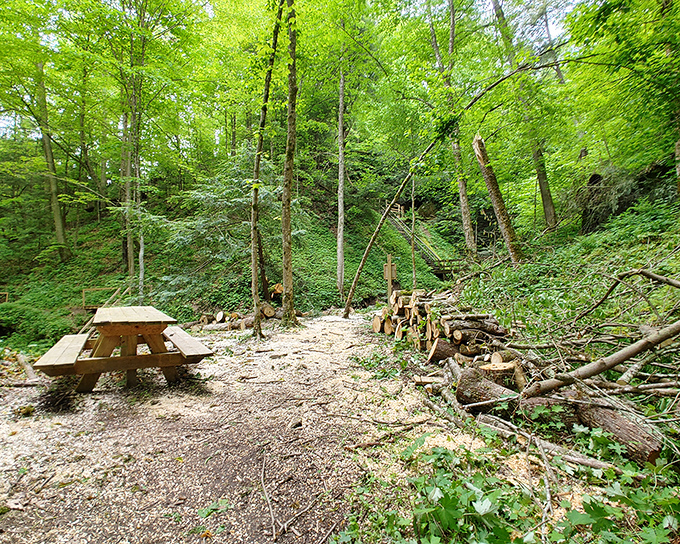 The open areas provide a peaceful contrast to the dense forest, with gentle slopes and scattered trees.
