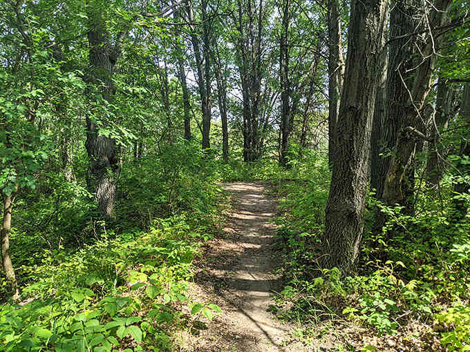 This forest path invites exploration with its dappled sunlight and verdant undergrowth &ndash; nature's version of rolling out the green carpet.