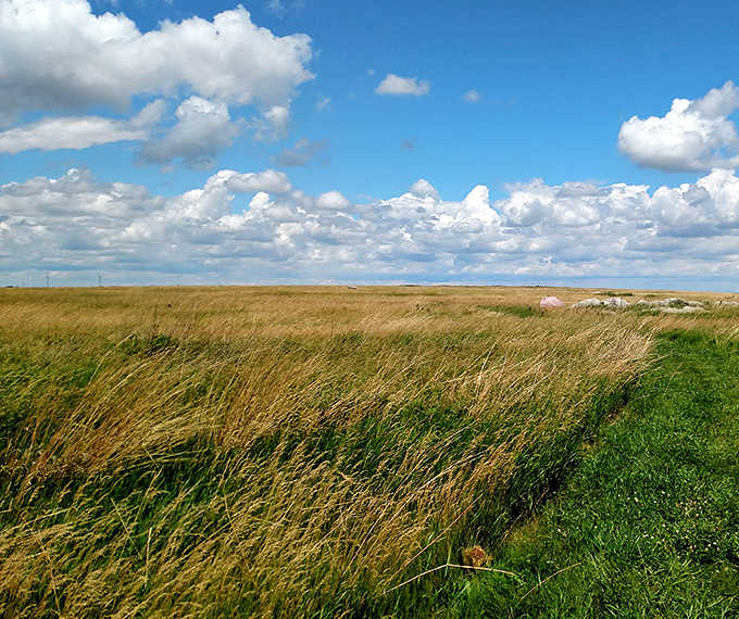 Tallgrass tapestry: Wind creates waves across the prairie's golden sea, a living reminder of the landscape that once dominated the Midwest.