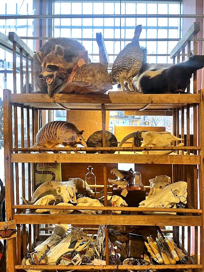 Nature's architecture on display – ethically sourced skulls and preserved specimens create a natural history exhibit that's both educational and eerily beautiful.