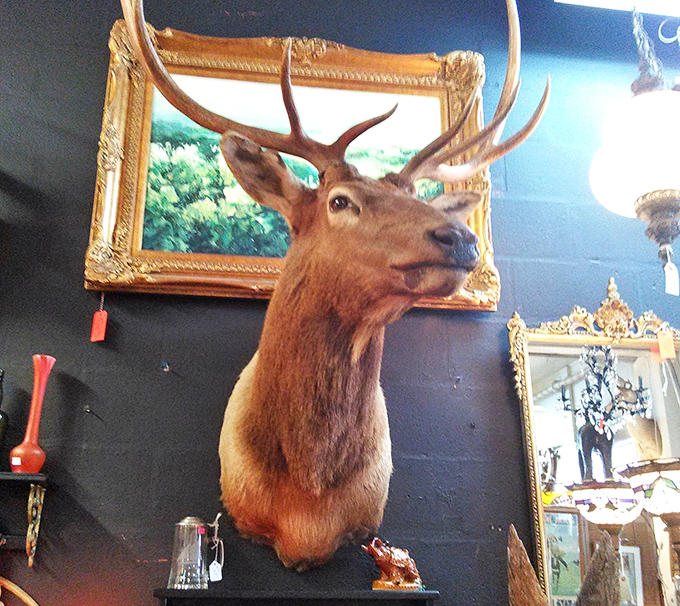 The taxidermy section offers silent sentinels from another era &ndash; this majestic elk has seen it all and isn't impressed by your indecision.