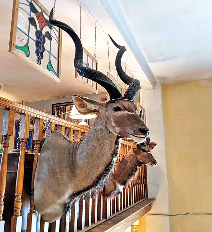 The taxidermy collection offers silent witnesses to nature's majesty, their impressive horns reaching skyward like natural sculptures.