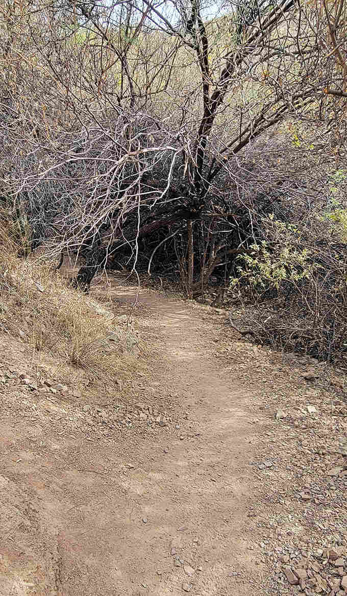 The trail winds through typical Sonoran Desert vegetation, creating a natural tunnel that beckons hikers toward new lake vistas.