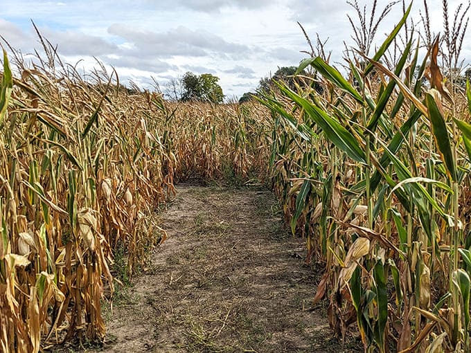The corn maze challenges visitors to find their way through towering stalks, testing navigation skills and patience in equal measure.