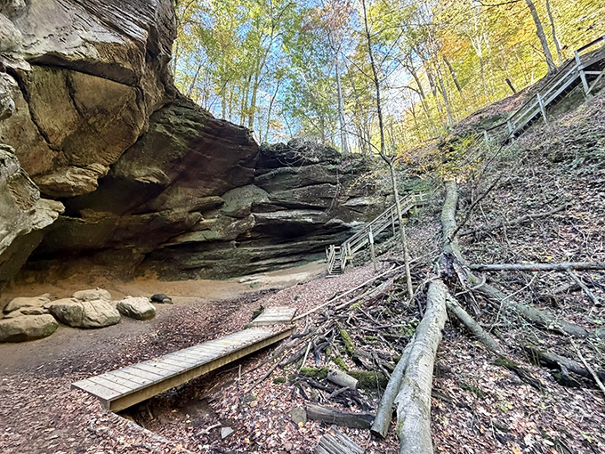 Sunlight filters through the forest canopy, creating a cathedral-like atmosphere where even the most dedicated atheist might feel spiritual.