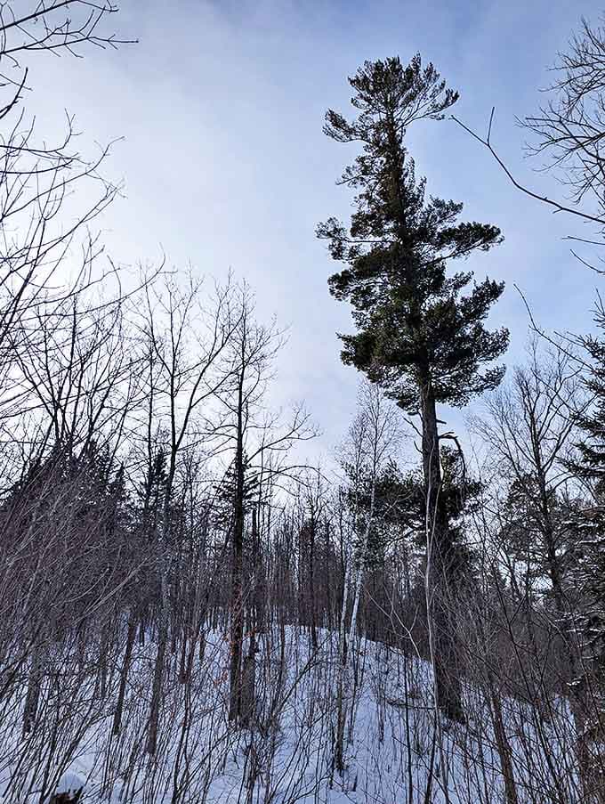 Winter's quiet magic transforms familiar landscapes into mysterious wonderlands, where a single pine stands sentinel against the sky.