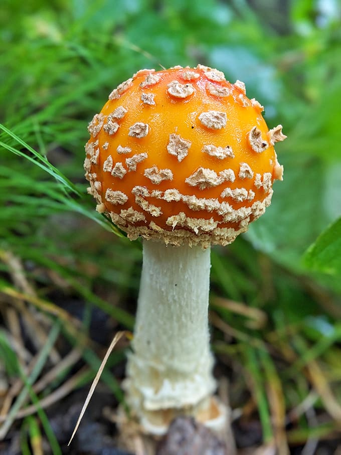 This vibrant fly agaric mushroom adds a pop of fairytale color to the forest floor &ndash; beautiful to photograph, better not to eat!