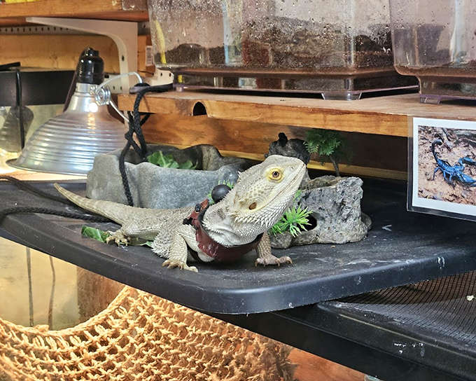 Meet the unofficial market mascot, a bearded dragon who's living proof that the best shopping companions don't always have four legs or fur.