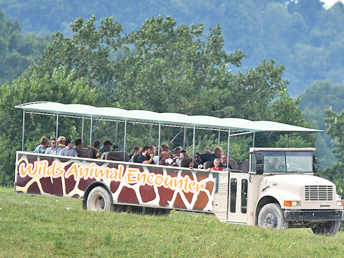 The "Wild Animal Encounter" safari bus offers front-row seats to nature's greatest show, no passport or international flight required.