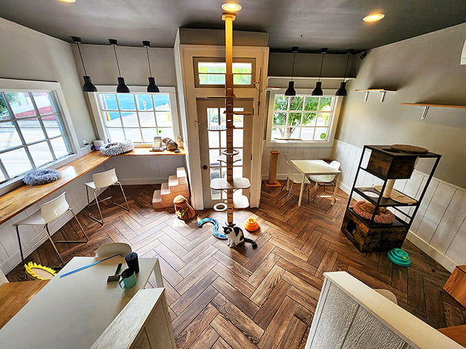 The dedicated cat play area viewed from above reveals thoughtful design that keeps both feline residents and human visitors equally entertained.