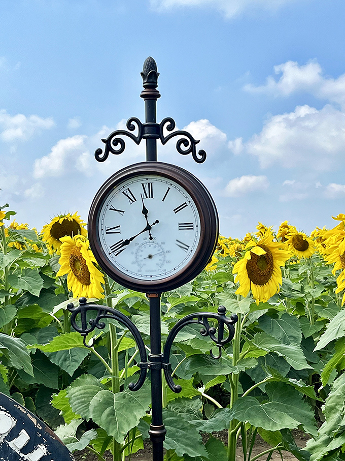 Time stands still among the sunflowers, or at least it would if this charming clock weren't keeping track &ndash; a gentle reminder that even magic moments tick onward.