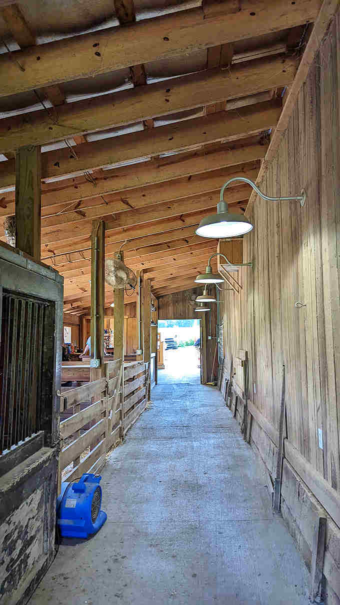Sunlight streams through the barn's wooden slats, creating a peaceful passage between animal encounters that feels timeless.