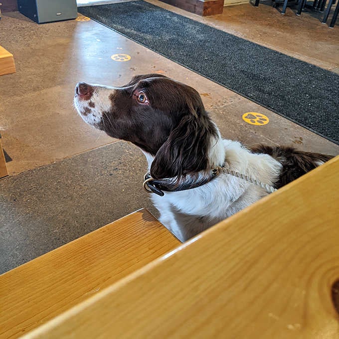 The unofficial brewery greeter keeps a watchful eye on proceedings, ensuring all visitors receive the proper four-legged welcome.