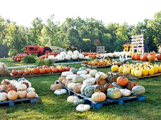 Autumn's bounty on full display &ndash; a kaleidoscope of pumpkins and gourds that captures the essence of fall in the Midwest.