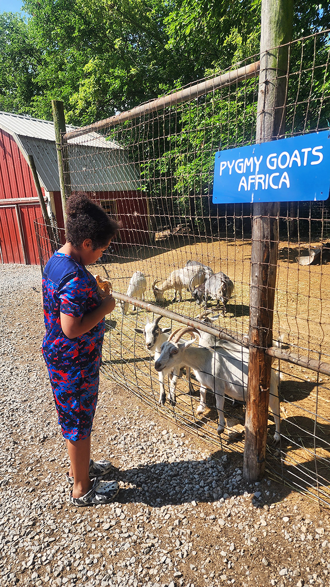 Pygmy goats gather at the fence, their compact size belying enormous personalities as they eagerly await treats from visitors.