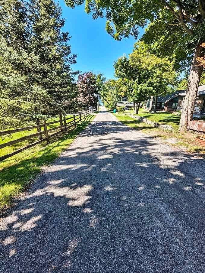 Country welcome: This shaded lane leads to Hubbard Lake adventures, where dappled sunlight creates nature's own welcome mat for visitors.