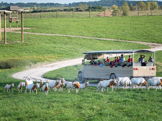 Safari vehicles navigate past herds of scimitar-horned oryx, creating the kind of wildlife encounters usually reserved for National Geographic specials.
