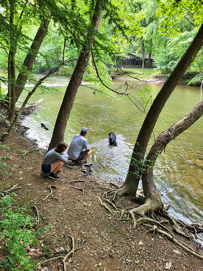 Even four-legged hikers appreciate a cooling splash in Clear Fork River &ndash; nature's version of a five-star swimming hole with unlimited towel service.