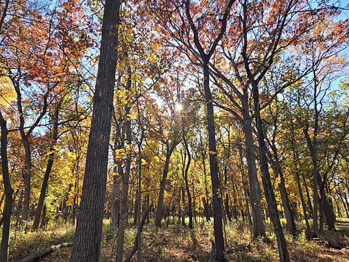 Towering pines create nature's cathedral, where sunlight filters through branches like stained glass in a woodland sanctuary.