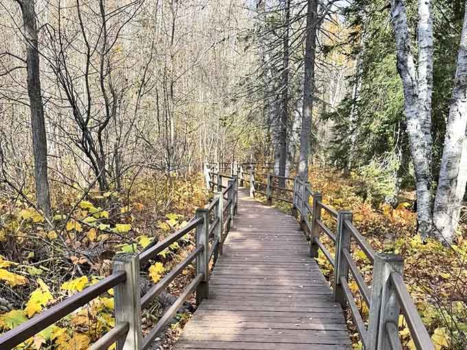 A wooden boardwalk winds through the autumn forest, offering accessibility without sacrificing immersion in the North Shore's seasonal color explosion.