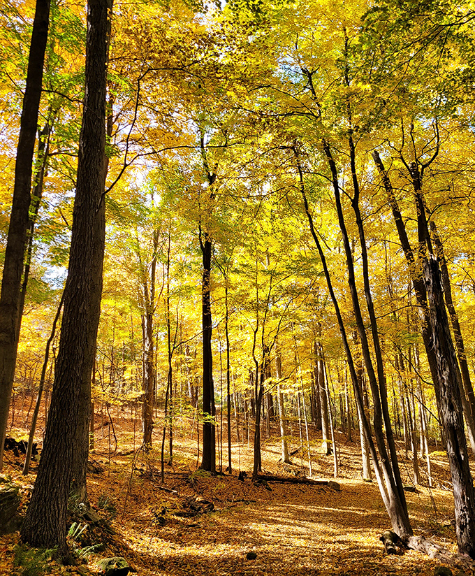 Sunlight streams through autumn's golden canopy, creating a natural spotlight on the forest floor's leafy stage.