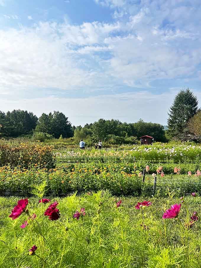 Fields of wildflowers create a painter's palette just outside town, where nature shows off with colors that would make Monet jealous.