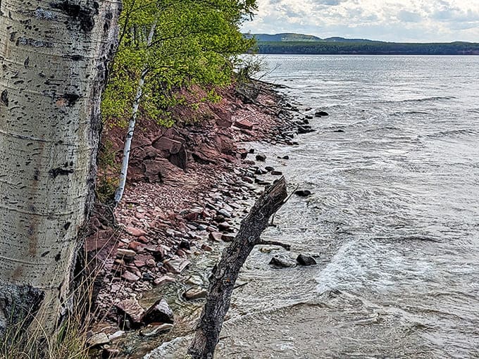 Lake Superior's rugged shoreline reveals itself in layers of red rock and crystal water, with birch trees clinging determinedly to the edge.