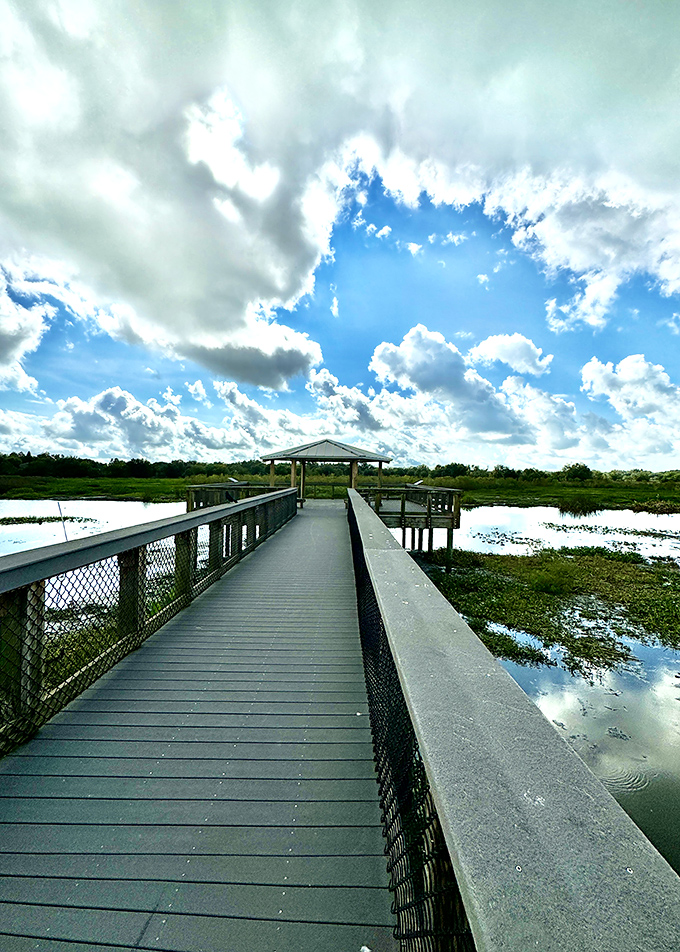 The boardwalk stretches into wetland wilderness, inviting exploration while keeping visitors high and dry above the marshy ecosystem below.